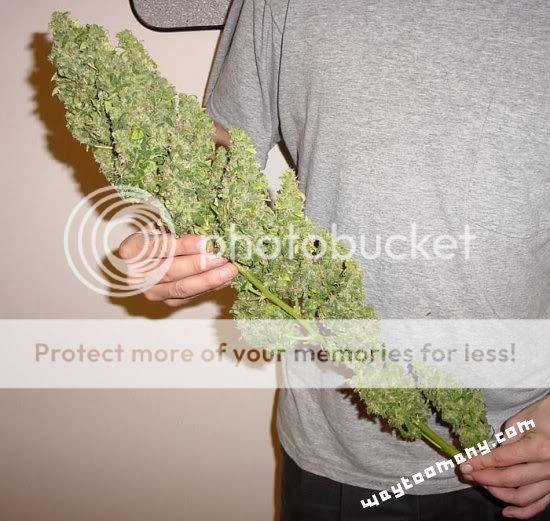 Biggest Nug? | Page 2 | Grasscity Forums - The #1 Marijuana Community ...