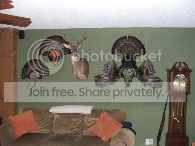 Turkey Cape Mounts | Archery Talk Forum