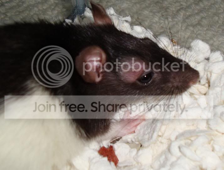 Help! Abscess, mom rat. | The Rat Shack - Pet Rat Forum