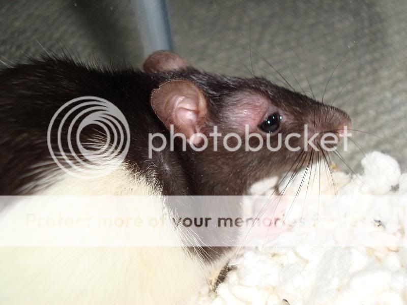 Help! Abscess, mom rat. | The Rat Shack - Pet Rat Forum