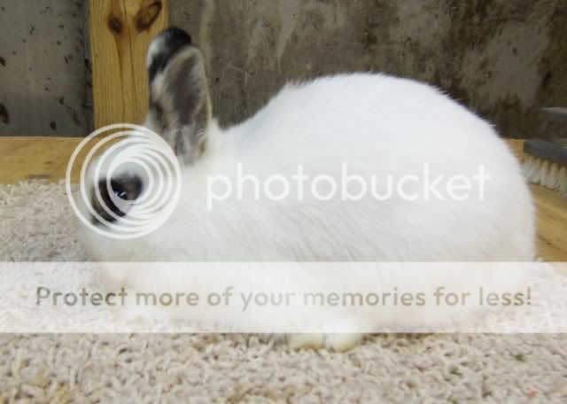 Spotted White rabbits, Megacolon. | Rabbits Online Pet Rabbit & Bunny Forum