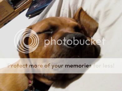 full blooded? | Boxer Breed Dog Forums