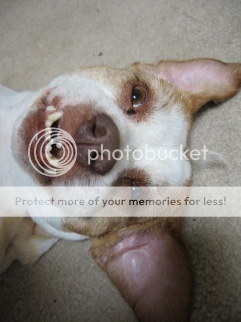 Gross dogs | PurseForum