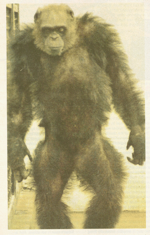 Our Favorite Apes - Page 2