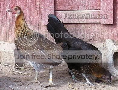 Egyptian Fayoumis info | BackYard Chickens - Learn How to Raise Chickens