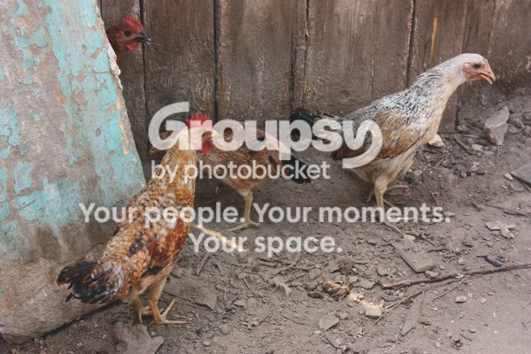 Fayoumi, Bigawi, Qarafa and Old Egyptian | BackYard Chickens - Learn ...