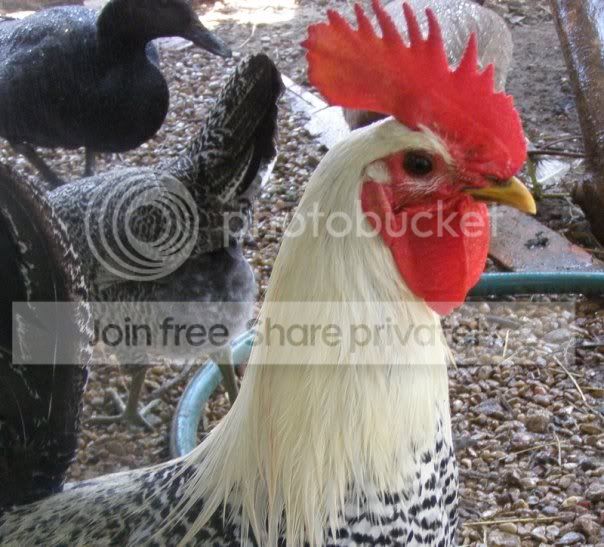 Egyptian Fayoumis info | BackYard Chickens - Learn How to Raise Chickens