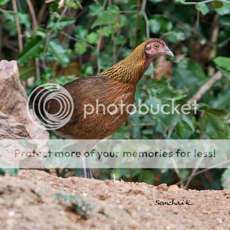 Mapuche/South American Crested/ Nikkei/Kiri Kiri | Page 2 | BackYard ...