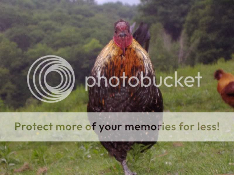 Farmer's Helper Poultry Supplements | BackYard Chickens - Learn How to ...