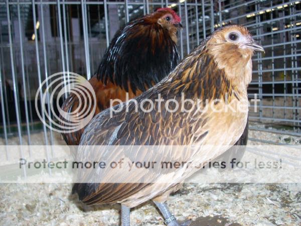 Mapuche/South American Crested/ Nikkei/Kiri Kiri | Page 2 | BackYard ...