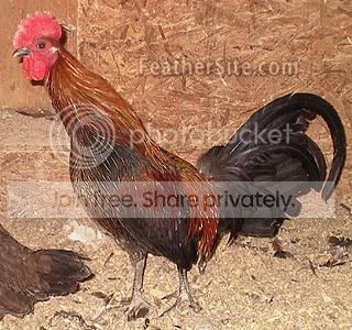 Egyptian Fayoumis info | BackYard Chickens - Learn How to Raise Chickens