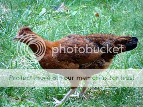 Mapuche/South American Crested/ Nikkei/Kiri Kiri | BackYard Chickens ...