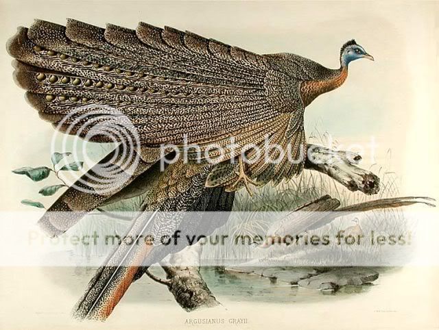 Great Argus Python Moth Bird | BackYard Chickens - Learn How to Raise ...