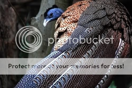 Great Argus Python Moth Bird | BackYard Chickens - Learn How to Raise ...