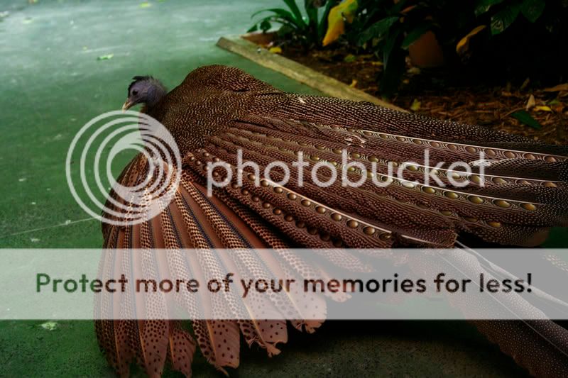 Great Argus Python Moth Bird | BackYard Chickens - Learn How to Raise ...