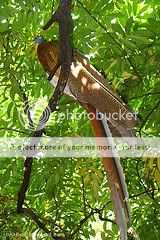 Great Argus Python Moth Bird | BackYard Chickens - Learn How to Raise ...