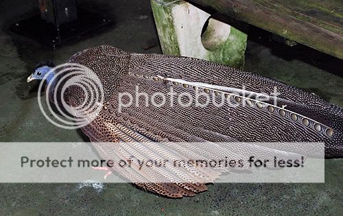 Great Argus Python Moth Bird | BackYard Chickens - Learn How to Raise ...