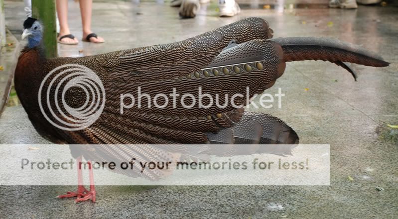 Great Argus Python Moth Bird | BackYard Chickens - Learn How to Raise ...