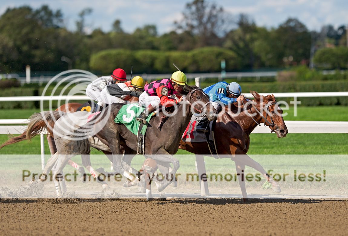 Thoroughbred horse racing(pics): Sport and Action Photography Forum ...