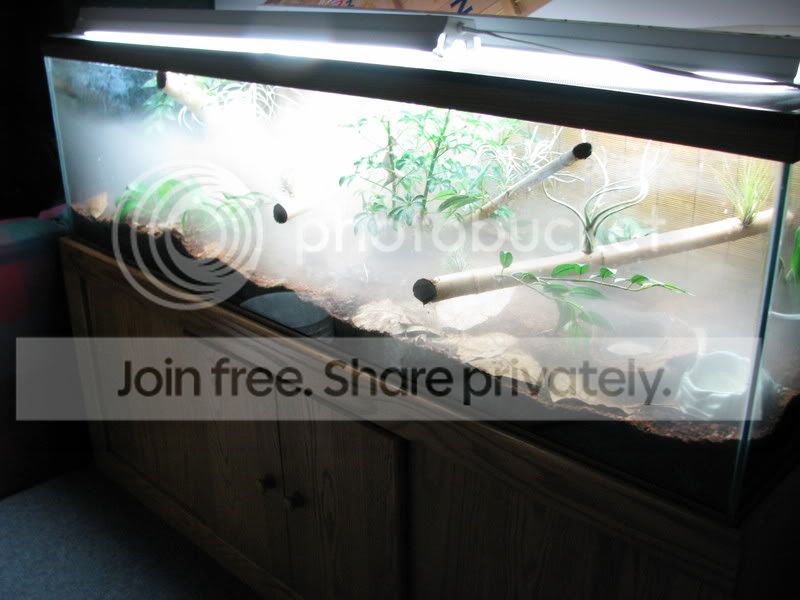 My Crested Gecko Viv | Dendroboard
