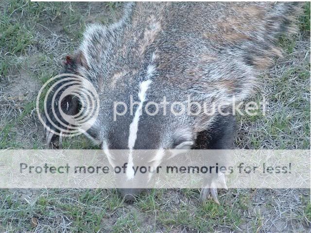If this doesn't make you want to hunt badgers..... | Varmint Hunters Forum