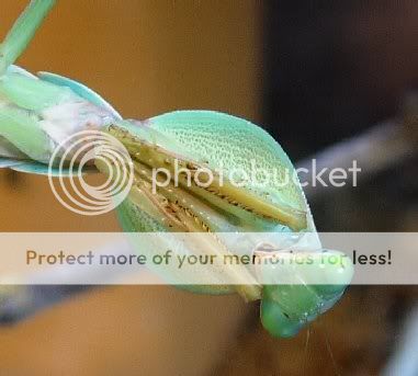 Pseudocreobotra, Miomantis, Rhombodera, Oxyopsis, phyllium | Reptile Forums